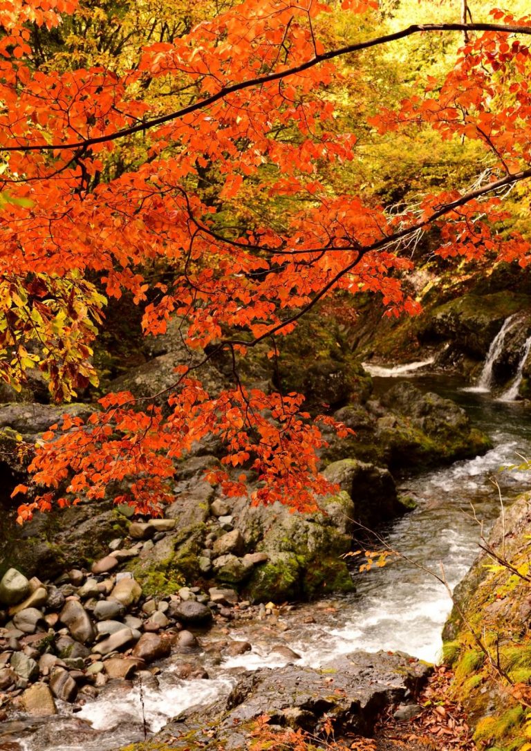 Top spots to see fall foliage in the Akita Shirakami area | Shirakami ...