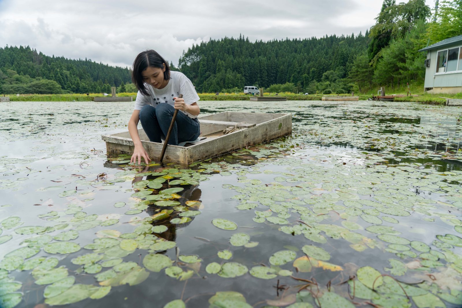 Picking junsai (water shield) | Shirakami Sanchi | Visit Shirakami ...