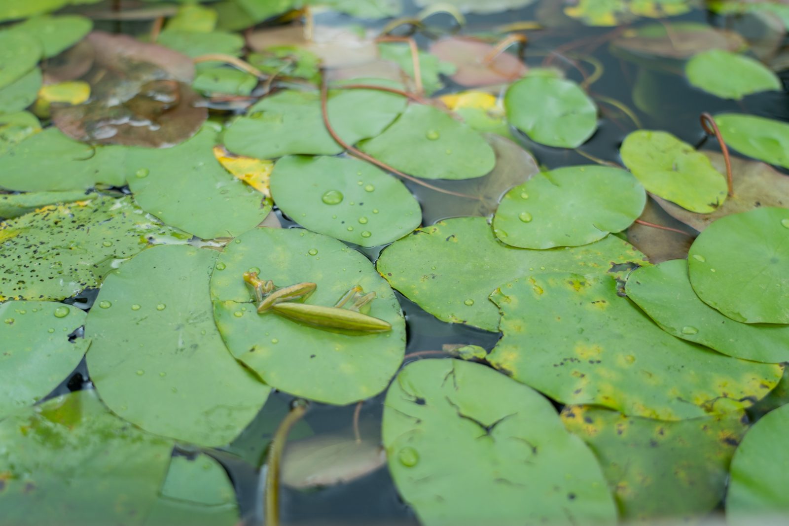 Picking junsai (water shield) | Shirakami Sanchi | Visit Shirakami ...
