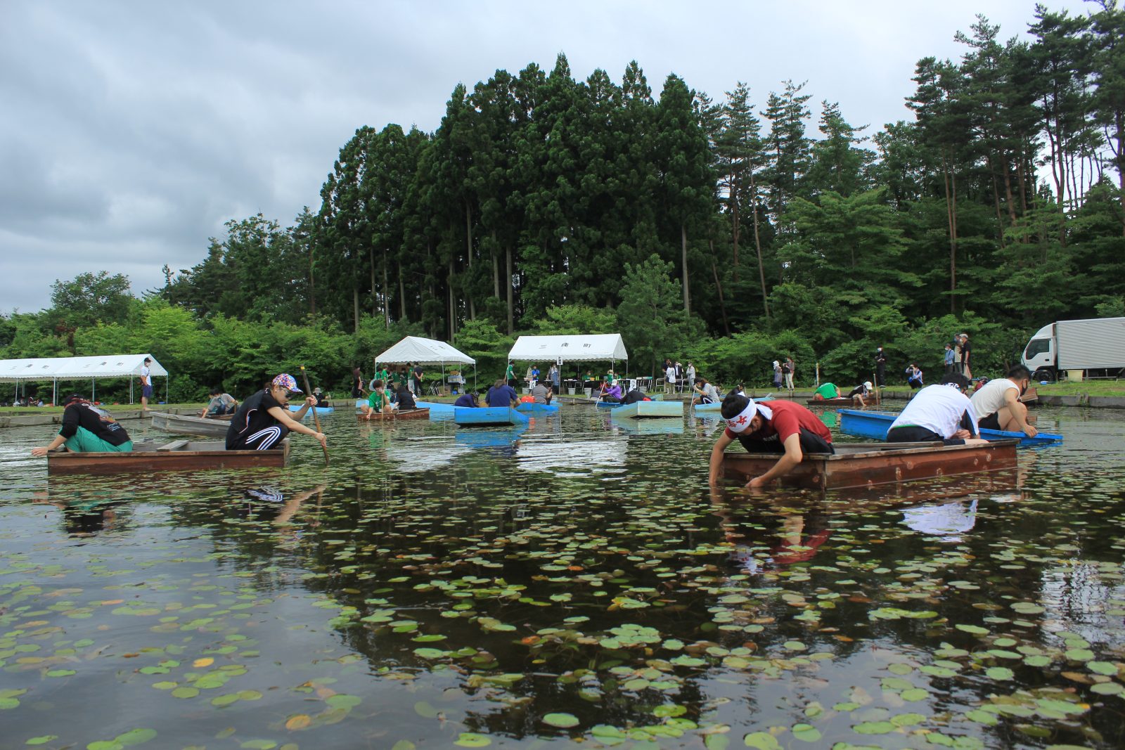 Picking junsai (water shield) | Shirakami Sanchi | Visit Shirakami ...