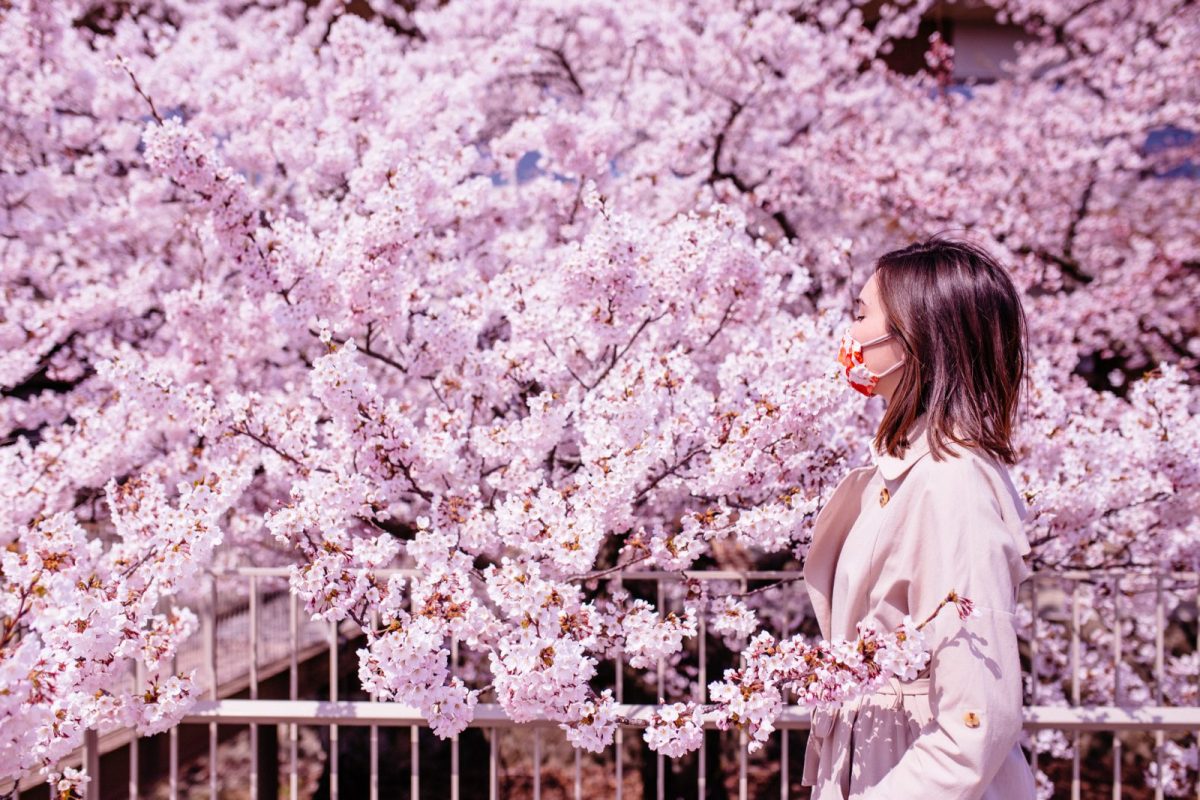 Cherry Blossoms To Bloom Early This Year Shirakami Sanchi Visit
