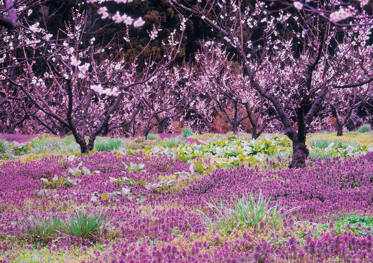 Beyond Cherry Blossoms: Exploring Akita Shirakami's Vibrant Spring ...