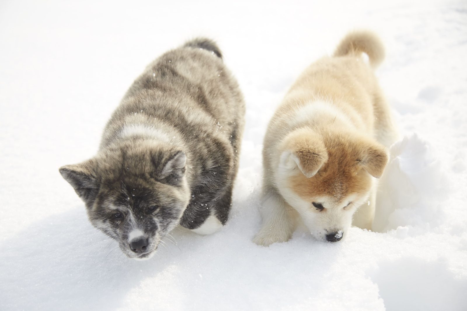Meet Akita Dogs in Akita: Traits, History & Shirakami Viewing Spots ...