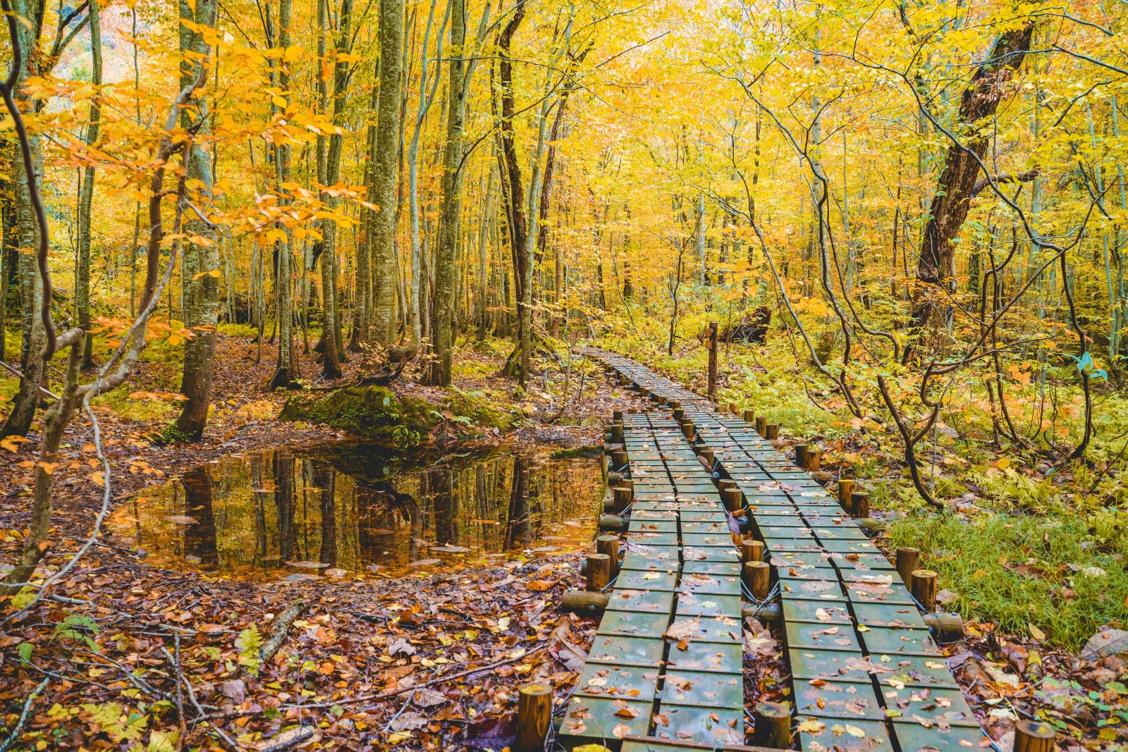 Dakedai Nature Education Forest: The Ideal Starting Point for Shirakami ...