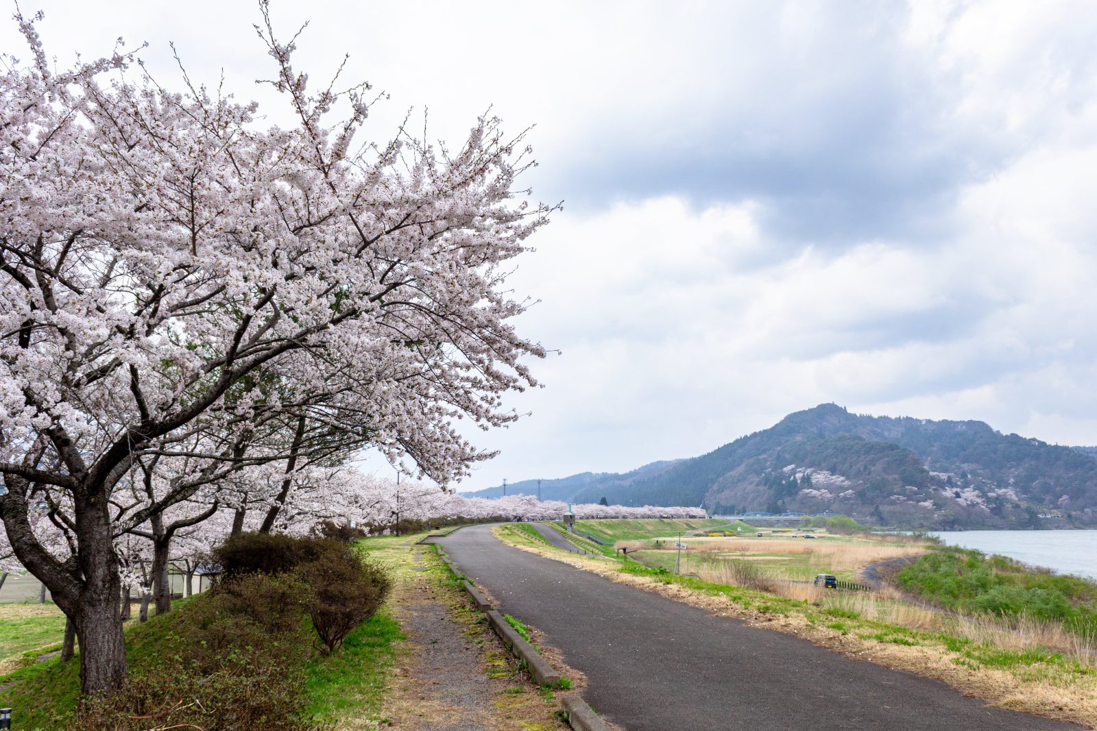 "Futatsui Riverside Sakura Park": A Stunning 1-Kilometer Cherry Blossom ...