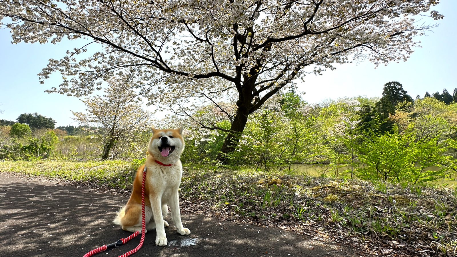 A Nature-Lover’s Duo in Akita: Hike with an Akita Dog & Make Miso ...