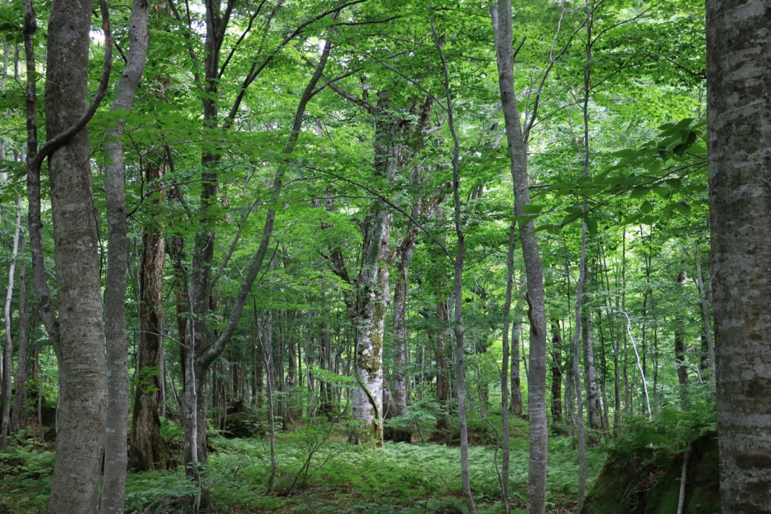白神山地について | Visit Shirakami